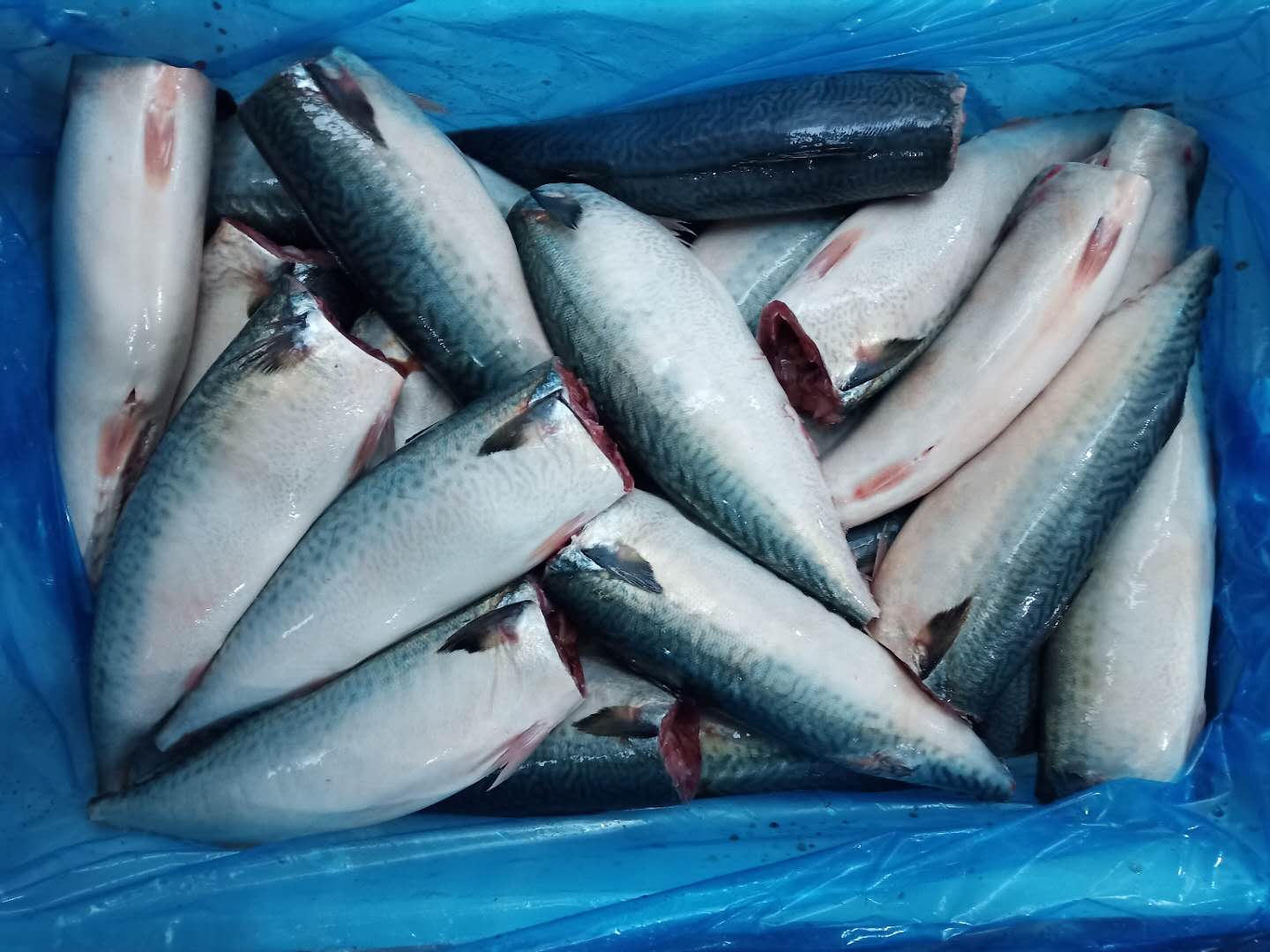 Pacific mackerel – Taizhou Xunrui Foods