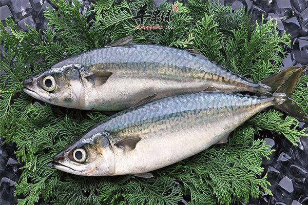 Pacific mackerel – Taizhou Xunrui Foods