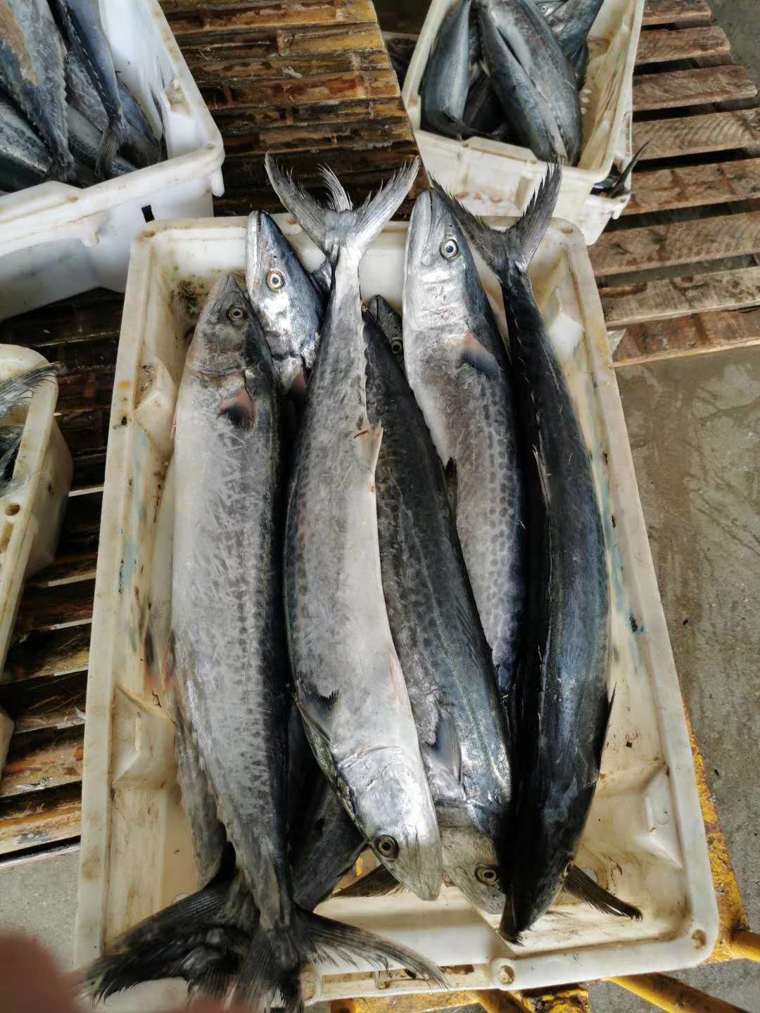 Spanish mackerel – Taizhou Xunrui Foods